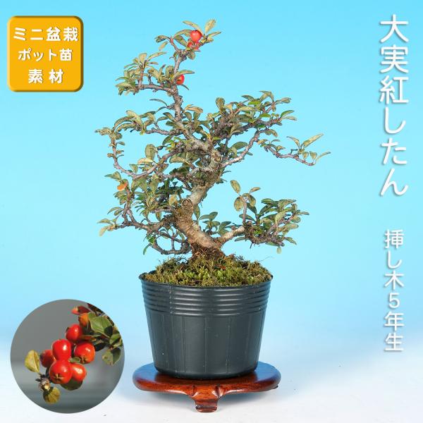 7.5cmポット入り商品解説　普通種に比べて実が一回り大きく、やや楕円形をしているのが特徴の品種。樹性も比較的強健で萌芽力も旺盛なので、様々な樹形を楽しむことができ、初心者の方にもオススメです。◆実付き保証素材ではありません。※苗木素材の為...