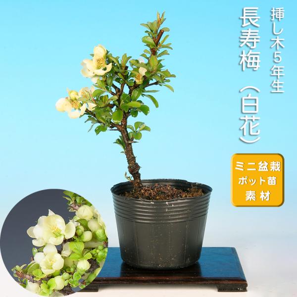 7.5cmポット入り商品解説　長寿梅の白花品種です。早春に咲く清楚な花姿は見所。枝打ちも細かく出来るため、小品・ミニ盆栽に最適。インテリアやガーデニングなどにもオススメです※苗木素材の為、樹形やサイズにバラツキはあります。※ビニールポットで...