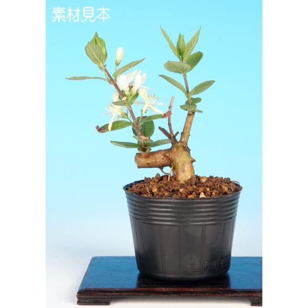 7.5cmポット入り商品解説　4〜5月に特徴ある花を咲かせ、「ひょうたん型」の実が見所の苗木素材。盆樹としてはまだまだこれからですが、自分好みの樹へと育ててみませんか。※苗木素材の為、樹形やサイズにバラツキはあります。※ビニールポットでのお...