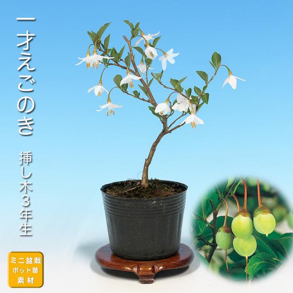 7.5cmポット入り商品解説　エゴノキ科の落葉小高木。初夏に咲く可憐な白もしくはピンクの花。夏に青白色に熟すドングリに似た果実は涼感を味わえます。丈夫で育てやすく、芽吹きがよく小枝がよくできます。また自然交配で実が付くので初心者にも楽しめる...