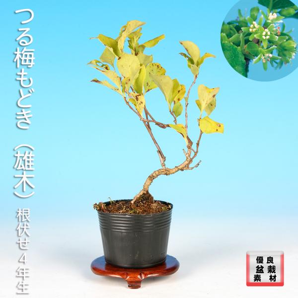 7.5cmポット入り商品解説　つる梅もどきの交配用雄木素材です。つる梅もどきは雌雄異株の樹種のため、実姿を楽しむには雄木との交配が必要不可欠。長い柱頭があるのが雌花で柱頭がなく密集して咲くのが雄花です。雄木を雌木の近くに置いて自然交配、ある...