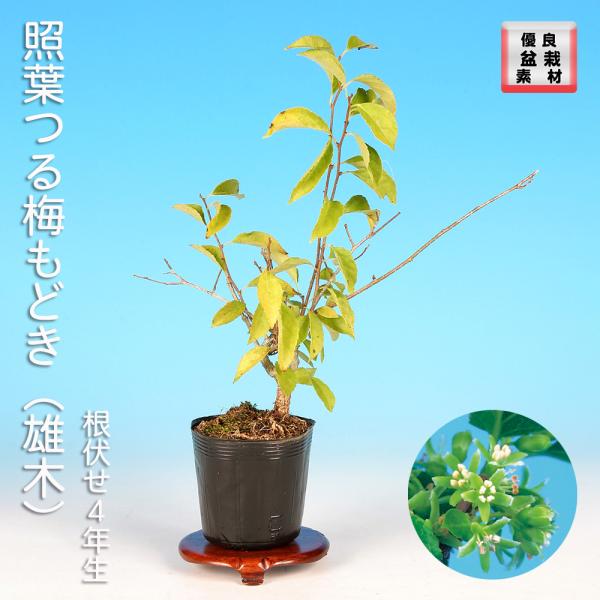 7.5cmポット入り商品解説　照葉つる梅もどきの交配用雄木素材です。照葉つる梅もどきは雌雄異株の樹種のため、実姿を楽しむには雄木との交配が必要不可欠。長い柱頭があるのが雌花で柱頭がなく密集して咲くのが雄花です。雄木を雌木の近くに置いて自然交...