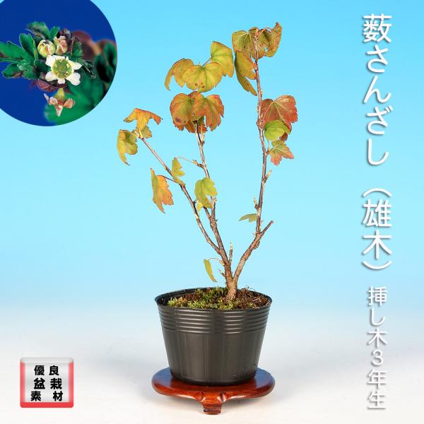 7.5cmポット入り商品解説　薮さんざしの交配用雄木素材です。薮さんざしは雌雄異株の樹種のため、実姿を楽しむには雄木との交配が必要不可欠。雄木を雌木のそばに置くだけで自然交配します。もちろん、盆栽として一から樹づくり、花姿も楽しむこともでき...