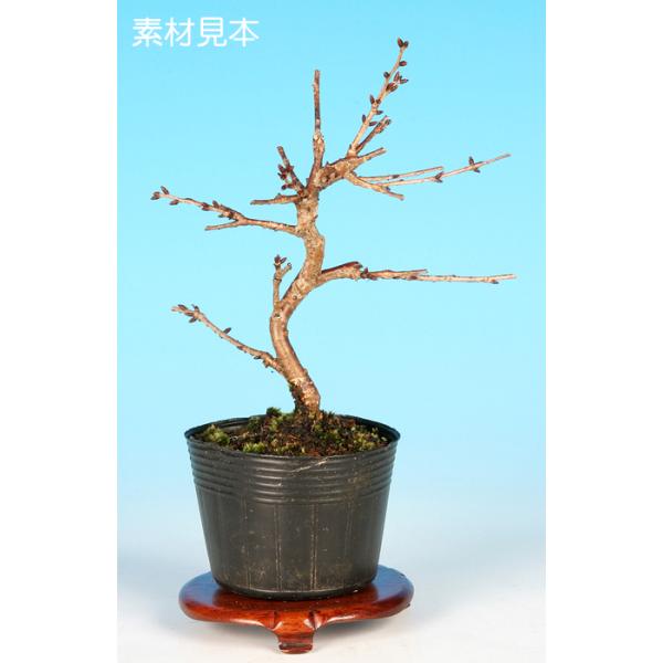 7.5cmポット入り商品解説花は豪勢な桃色二重咲きの品種〔桃源〕。鉢替えから樹形構想など、まだまだ先は長いですが、楽しさ満載です。※苗木素材の為、樹形やサイズにバラツキはあります。※ビニールポットでのお届けになります。