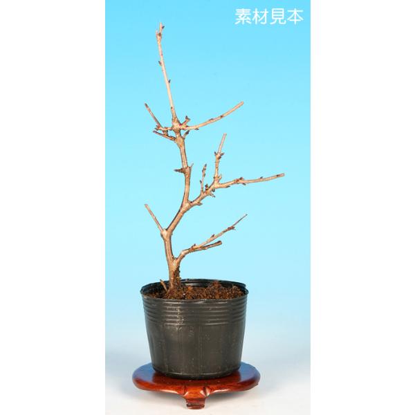 7.5cmポット入り商品解説大輪の八重花を咲かせる人気品種〔あかね〕。鉢替えから樹形構想など、まだまだ先は長いですが、楽しさ満載です。日本の春を彩る桜の花姿を自宅で味わう贅沢な一時をぜひ!!※苗木素材の為、樹形やサイズにバラツキはあります。...