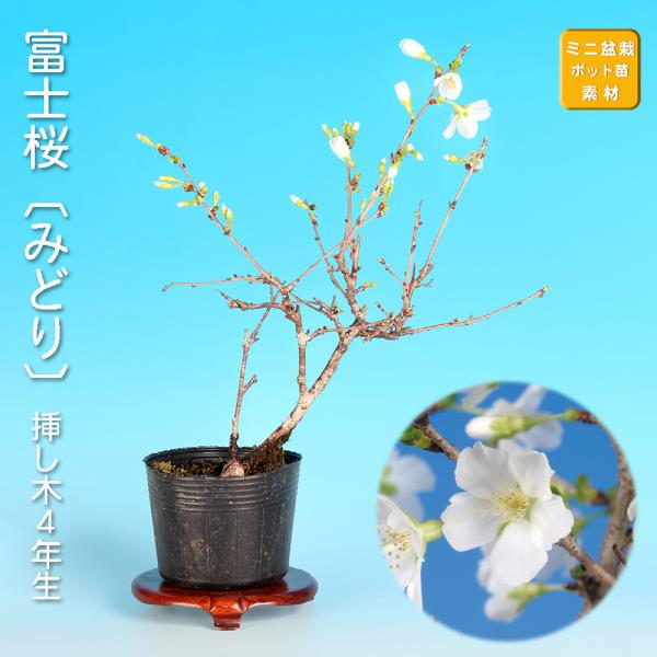 7.5cmポット入り商品解説　日本の春を代表する花木・桜。盆栽としても春の展示会には欠かせない存在です。「富士桜」は本州、特に箱根や富士山周辺に多く自生することから、そのように呼ばれています。標準和名は「マメザクラ」。富士桜は多品種で花は一...