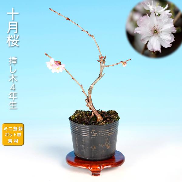 7.5cmポット入り商品解説　日本の春を代表する花木・桜。盆栽としても春の展示会には欠かせない存在です。「十月桜」は彼岸桜の園芸品種と言われ、白の八重花を清楚に咲かせる人気品種。10月頃から断続的に咲き、春にも咲く二季咲きです。また枝打ちが...