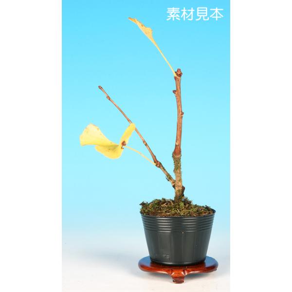 7.5cmポット入り商品解説街路樹でおなじみの「いちょう」。葉の縁付近に実を付ける珍しい品種です。。秋の黄葉、夏の緑葉と四季折々の樹姿をお楽しみ下さい。※苗木素材の為、樹形やサイズにバラツキはあります。※ビニールポットでのお届けになります。
