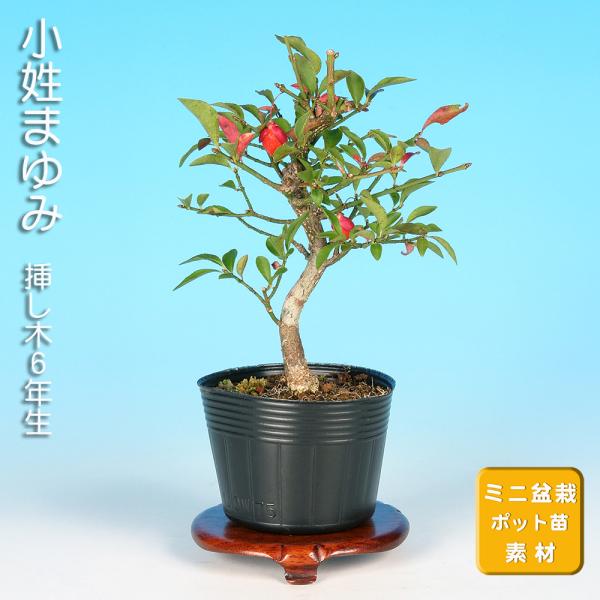 7.5cmポット入り商品解説「こまゆみ」の八ッ房品種。芽吹きが非常によく、短い節間で枝を作ることができるので小品・ミニ盆栽向きです。美しい紅葉も見所の一つ。素敵な盆栽ライフをお楽しみ下さい。◆実付き保証素材ではありません。※苗木素材の為、樹...