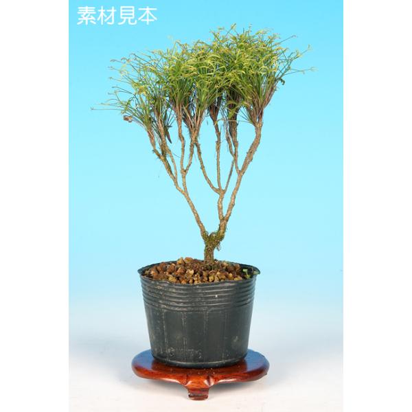 7.5cmポット入り商品解説繊細な葉芸と美しい紅葉で人気のある「錦糸南天」。極小葉で、葉柄が長く伸び出して華やかな雰囲気を漂わせる品種の「祝鶴」。風情ある樹づくりをお楽しみ下さい。※苗木素材の為、樹形やサイズにバラツキはあります。※ビニール...