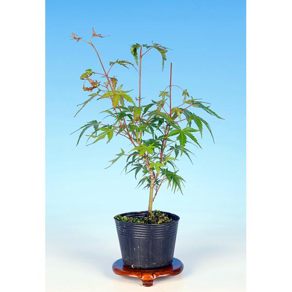 7.5cmポット入り商品解説普通種に比べて幹肌の荒れが早く、時代感が出やすい品種です。素材の樹形やサイズなどにバラツキはありますが、貴方好みの樹づくりが楽しめます。四季の美しさが楽しめる人気の「もみじ」をぜひご自宅で!!※苗木素材の為、樹形...