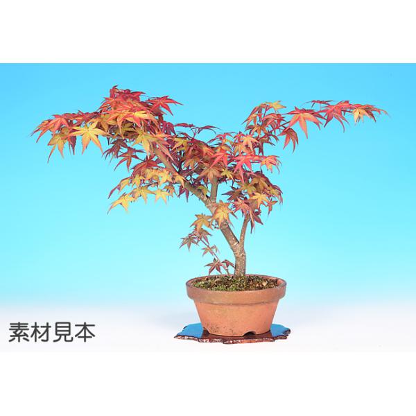 樹高:約30cm(写真見本)商品解説四季の変化が楽しめる「もみじ」の苗木素材。春の鮮やかな芽出し、そして秋の紅葉で高い人気の品種「出猩々」の優良素材です。樹形やサイズなどにバラツキはありますが、それゆえのお買い得価格です。素材の個性を活かし...