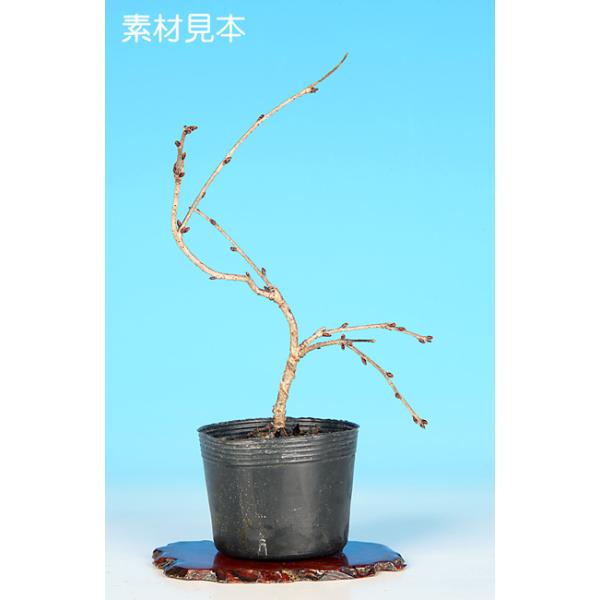 7.5cmポット入り商品解説日本の春の代名詞「さくら」。清楚な小輪白花一重の花が下向きに咲く富士桜の一品種。素材の樹形やサイズなどにバラツキはありますが、貴方好みに樹づくりが楽しめる苗木素材です。盆樹としてはもちろん、ミニガーデンなどのガー...