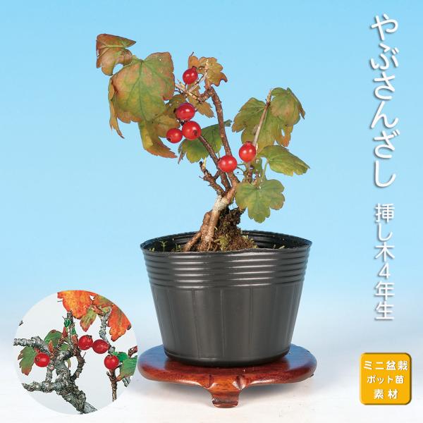 7.5cmポット入り商品解説「やぶさんざし」は実が「さんざし」に似ていますが、「さんざし」の仲間ではありません。4〜5月に黄緑色の花を咲かせ、秋にさんざしに似た赤い実を着けます。節間が短く作れるので小品盆栽・ミニ盆栽に適した樹種です。◆実付...