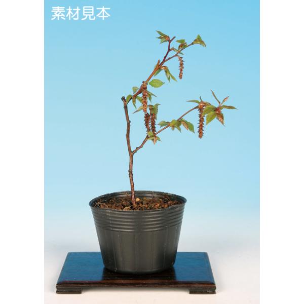 7.5cmポット入り商品解説芽出しが赤くなるのが特徴の「赤芽そろ」。葉も細かく繊細にできるのでミニ・小品盆栽に最適です。晩秋彩る黄葉も見所の一つ。趣ある樹づくりをお楽しみ下さい。※苗木素材の為、樹形やサイズにバラツキはあります。※ビニールポ...