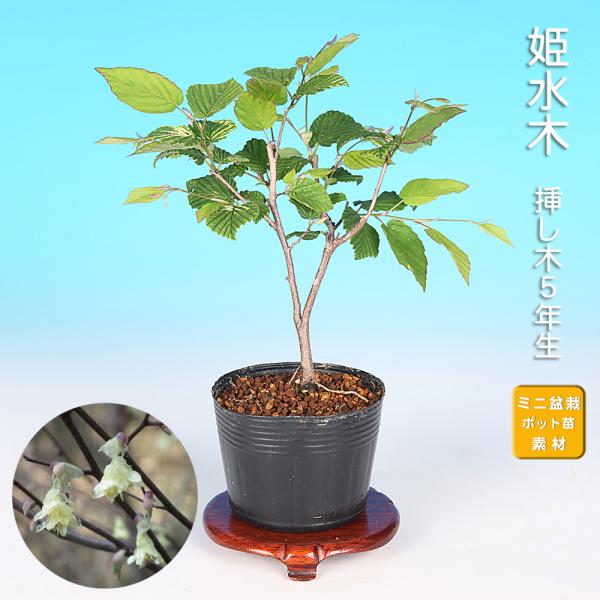 7.5cmポット入り商品解説　早春の花木として人気のある「姫水木」。普通種の「土佐水木」に比べて花柄は短いですが、花付きが良く、枝打ちも細かいのが特徴の品種です。貴方好みに樹づくりをお楽しみ下さい。※苗木素材の為、樹形やサイズにバラツキはあ...