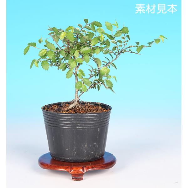 7.5cmポット入り商品解説「にれけやき」の斑入品種。素材の樹形などにバラツキはありますが、生長力・萌芽力ともに旺盛で美しい葉芸が魅力。「けやき」よりも枝が密にできるので小品・ミニ盆栽向きです。貴方好みに樹づくりをお楽しみ下さい。※苗木素材...