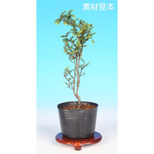 7.5cmポット入り商品解説芽吹きが旺盛で葉が非常に小さいのが特徴の品種です。素材の樹形などにバラツキはありますが、一から小品・ミニ盆栽として樹づくりが楽しめます。貴方好みに樹づくりをスタート！※苗木素材の為、樹形やサイズにバラツキはありま...