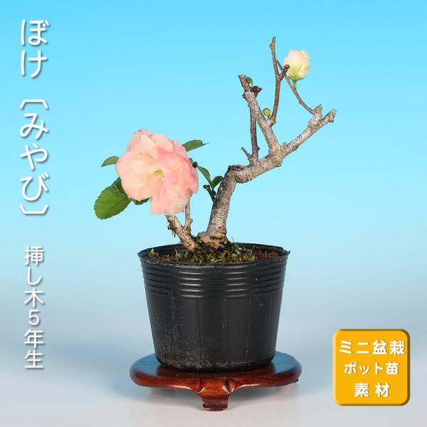 7.5cmポット入り商品解説　真冬から春に華麗で素朴な大輪花を楽しめるぼけ。白地に紅の吹きかけや絞り、紅色の中輪咲き品種「みやび」の素材です。樹勢も比較的強健なので盆栽入門として、またミニガーデンなどにもオススメです。◆商品は1月中旬頃から...