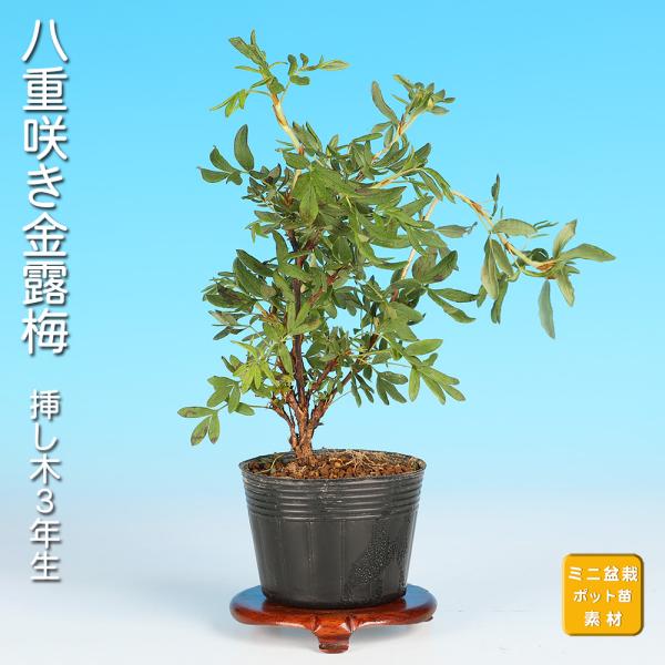 7.5cmポット入り商品解説金露梅は、初夏から夏にかけて明るい黄色の花を咲かせる、可憐な花もの盆栽です。梅に似た五弁の小花は清楚で愛らしく、鮮やかな黄色がよく映えます。自然味のある枝ぶりと、素朴な風情も魅力です。派手すぎず、それでいて開花時...
