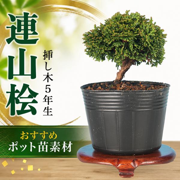 7.5cmポット入り商品解説桧は日本を代表する針葉樹で、古くから神社仏閣の建築材としても使われてきた気品ある樹木です。凛とした姿と爽やかな香りが魅力で、盆栽としても高い人気があります。 細やかな葉と落ち着いた緑は四季を通して美しく、繊細な姿...