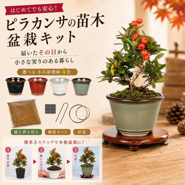 【初心者でも安心！届いたその日から始められる盆栽キット】春には可憐な白花、秋には赤や橙色の美しい実をつける「ピラカンサ」の盆栽スターターキットです。植え替えに必要な苗木、選べる鉢、用土、ネット、針金がすべてセットになっているので、資材集めの...