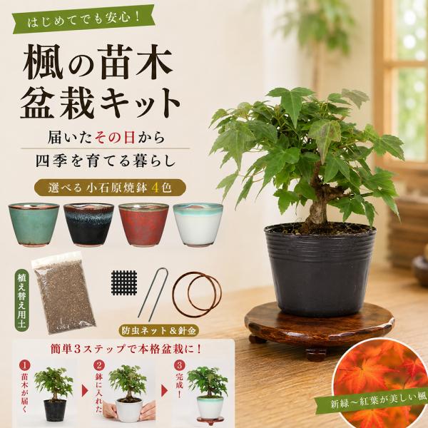 楓（カエデ）盆栽スターターキット初心者でも安心。届いたその日から始められる本格盆栽の入門セットです。春の新緑、夏の青葉、秋の鮮やかな紅葉、冬の繊細な枝姿まで、日本の四季を一年を通して楽しめます。【セット内容】楓（カエデ）の苗木／お好みで選べ...