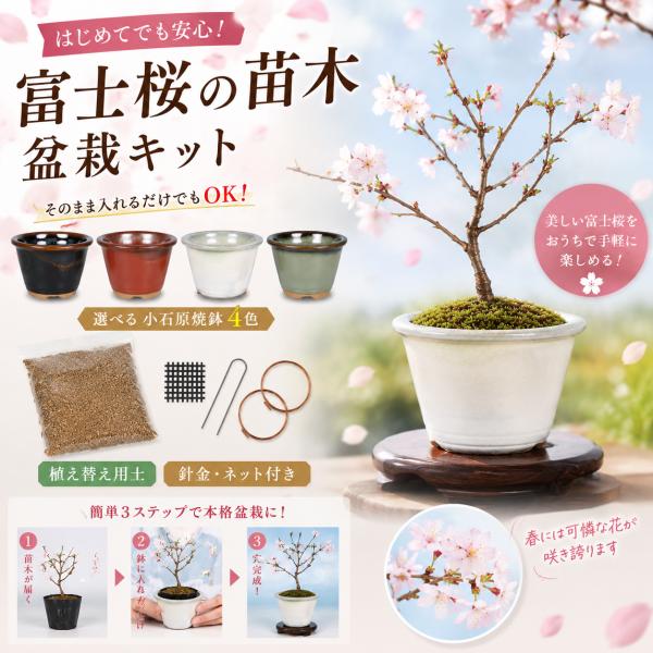＼届いてすぐ始められる／ 富士桜盆栽のスターターキット・資材一式フルセット（苗木・選べる鉢・土・ネット・針金）で初心者でも簡単スタート・春には可憐な花が咲きます。・自宅の卓上で気軽の花見が楽しめます。・ポットから出して入れるだけの超手軽な仕...