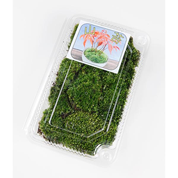 サイズ：縦18cm横12cm高4cmのパック入り商品解説　盆栽や山野草とは切っても切れない身近な存在である「苔」。盆栽の表土の化粧や山野草を寄せるて作るコケ玉など様々なシーンで使われます。また近年は「苔」そのものにもスポットがあたり、鉢での...