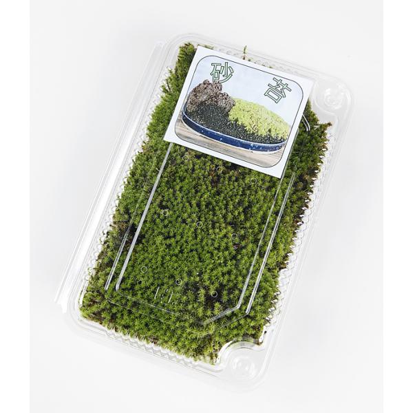 サイズ：縦18cm横12cm高4cmのパック入り商品解説盆栽や山野草とは切っても切れない身近な存在である「苔」。盆栽の表土の化粧や山野草を寄せるて作るコケ玉など様々なシーンで使われます。また近年は「苔」そのものにもスポットがあたり、鉢での苔...