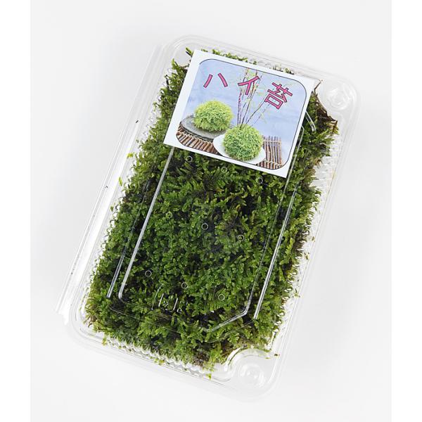 サイズ：縦18cm横12cm高4cmのパック入り商品解説 盆栽や山野草とは切っても切れない身近な存在である「苔」。盆栽の表土の化粧や山野草を寄せるて作るコケ玉など様々なシーンで使われます。また近年は「苔」そのものにもスポットがあたり、鉢での...