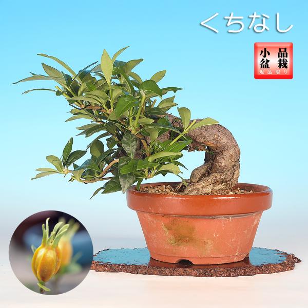 サイズ：樹高17cm左右20cm幹径3cm商品解説　圧巻の太幹と立ち上がりの野趣溢れる根芸が見所のくちなしの小品盆栽素材。幹の曲が素晴らしく半懸崖樹としての基礎は出来上がっています。枝づくりを優先しているため実は成っておりませんが、次の秋は...