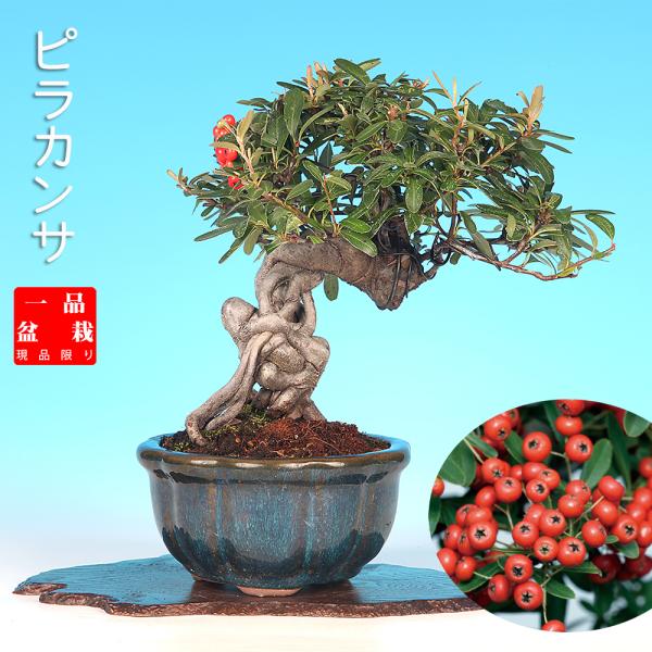 サイズ：樹高21cm左右25cm商品解説艶やかな真紅の実が美しい・ピラカンサ逸品樹　立ち上がりの迫力と野性味溢れる根芸が見所のピラカンサの好素材。実は赤実で品種　はトキワサンザシです。上部の幹の太さは十分で、小品盆栽に収まるサイズながら抜群...