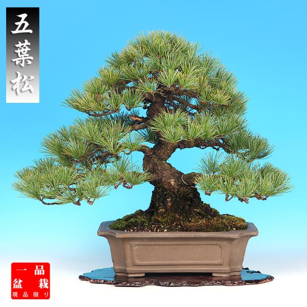 サイズ：樹高39cm左右52cm立幅11cm商品解説　大きく広がった根張りからコケ順良く伸び上がる幹模様が美しい。また、模様を強調するように配置された役枝のバランスも素晴らしい一樹。サイズも中品盆栽に最適な寸法です。本性の五葉松として葉性も...