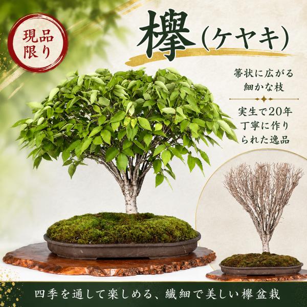 サイズ：樹高42cm左右54cm商品解説箒立ち樹形を想定して、実生から20年かけて丁寧に培養されてきたけやきの逸品。枝は細やかにほぐれており、目立った傷のない美しい幹肌が、計画的な培養の成果を物語っています。葉姿、紅葉はもちろんですが落葉後...