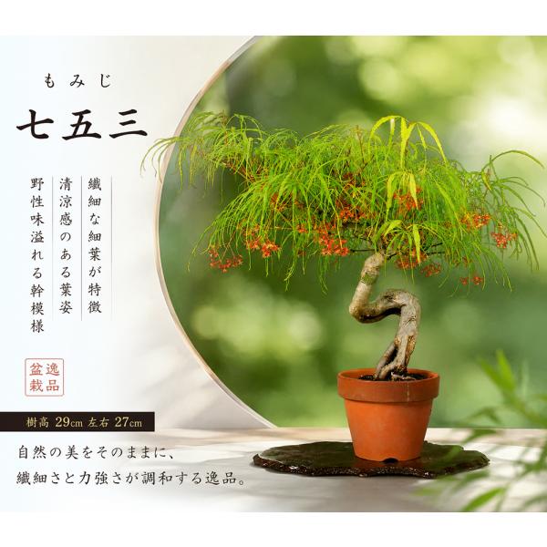 サイズ：樹高29cm左右27cm商品解説大きく変化する個性的な幹模様と足元の根芸が見所。七五三は山もみじよりも葉の切れ込みが深く、繊細な細葉が特徴の品種で、風に吹かれて葉がゆれる様子は清涼感に溢れている。普通種とは違った風情をお楽しみ頂きた...