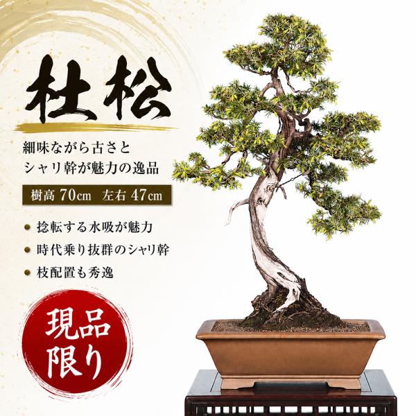 サイズ：樹高70cm左右47cm商品解説細幹でシャリを挟むように伸びる水吸いが捻転しながら伸び上がっており、文人風の風合い豊かな樹姿が魅力の杜松の逸品。鉢持ち込みは古く、水吸いやシャリに見る古色感は素晴らしい。このままでも十分に飾れますが、...