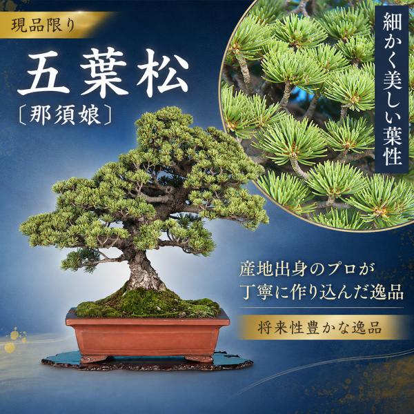 サイズ：樹高38cm左右43cm商品解説那須山系の八ツ房品種で人気の高い「那須娘」。小葉が短い節間で玉状に出て姿が美しくまとまるので、盆栽に向いているのが人気の秘訣。この樹は那須五葉松を知り尽くした現地のプロが丁寧に作り込んだ逸品です。針金...