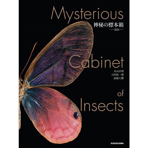 著:丸山宗利　著:吉田攻一郎　著:法師人響出版社:KADOKAWA発売日:2024年12月キーワード:神秘の標本箱−昆虫−丸山宗利吉田攻一郎法師人響 しんぴのひようほんばここんちゆう シンピノヒヨウホンバココンチユウ まるやま むねとし よ...