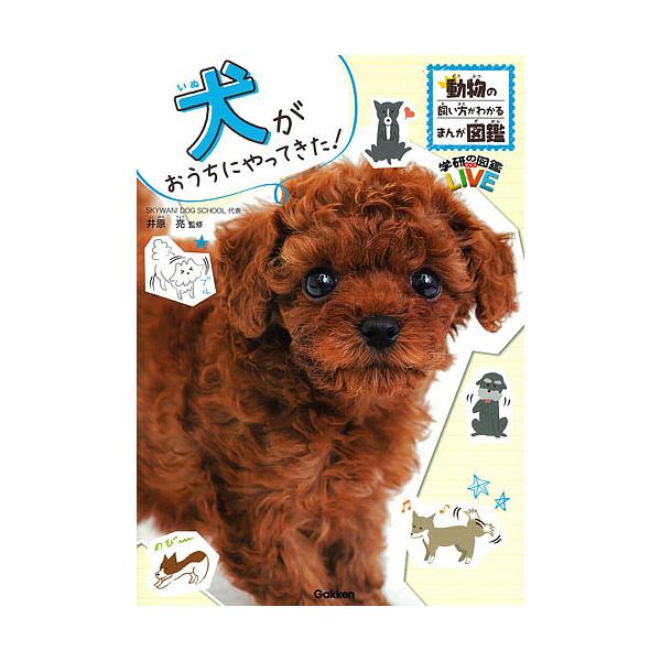 ※商品画像はイメージや仮デザインが含まれている場合があります。帯の有無など実際と異なる場合があります。監修:井原亮出版社:Gakken発売日:2017年09月シリーズ名等:学研の図鑑LIVE 動物の飼い方がわかるまんが図鑑キーワード:犬がお...
