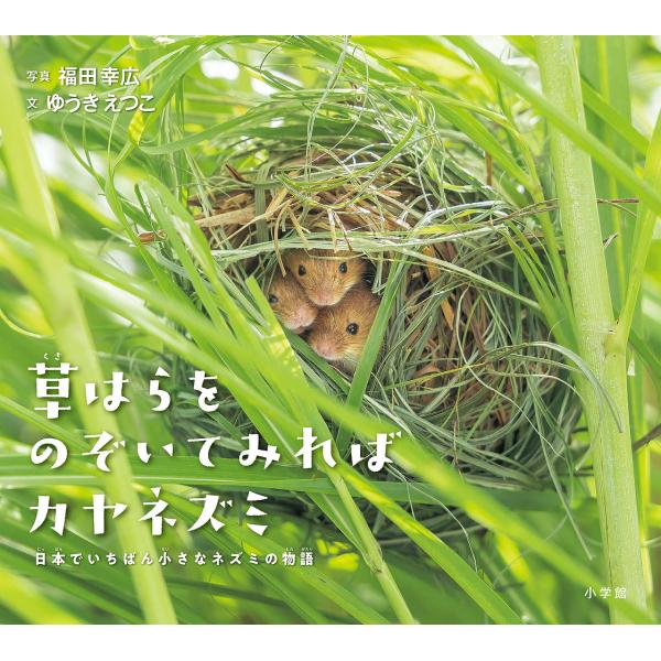 文:ゆうきえつこ　写真:福田幸広出版社:小学館発売日:2022年07月シリーズ名等:小学館の図鑑NEOの科学絵本キーワード:草はらをのぞいてみればカヤネズミ日本でいちばん小さなネズミの物語ゆうきえつこ福田幸広 えほん 絵本 プレゼント ギフ...