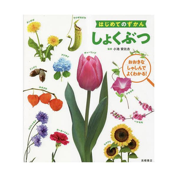 監修:小池安比古出版社:高橋書店発売日:2023年03月シリーズ名等:はじめてのずかんキーワード:しょくぶつおおきなしゃしんでよくわかる！小池安比古 しよくぶつおおきなしやしんでよくわかるはじめて シヨクブツオオキナシヤシンデヨクワカルハジ...