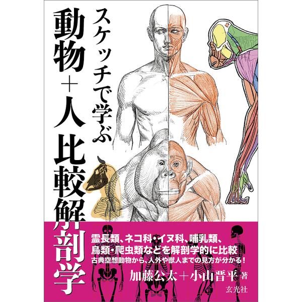 ※商品画像はイメージや仮デザインが含まれている場合があります。帯の有無など実際と異なる場合があります。著:加藤公太　著:小山晋平出版社:玄光社発売日:2021年11月キーワード:スケッチで学ぶ動物＋人比較解剖学加藤公太小山晋平 すけつちでま...