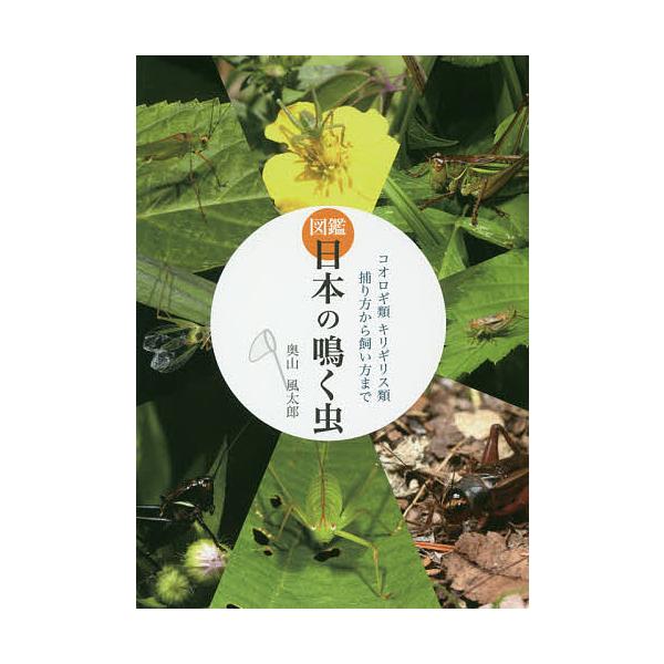※商品画像はイメージや仮デザインが含まれている場合があります。帯の有無など実際と異なる場合があります。著:奥山風太郎出版社:エムピージェー発売日:2018年08月キーワード:図鑑日本の鳴く虫コオロギ類キリギリス類捕り方から飼い方まで奥山風太...