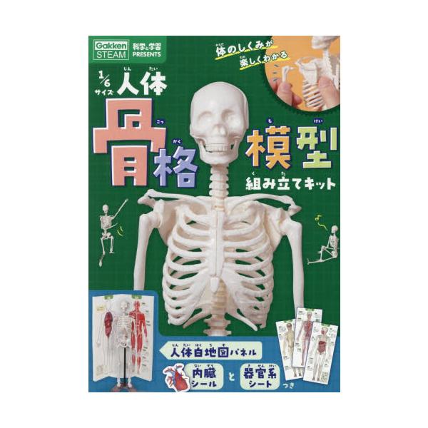 １／６サイズの人体骨格模型を組み立てるキット。内臓シールや人体白地図、器官系シートもついて、体のつくりを楽しく学べます。<br>学研プラス2026年04月１６サイズジンタイコツカクモケイクミタテキツト/