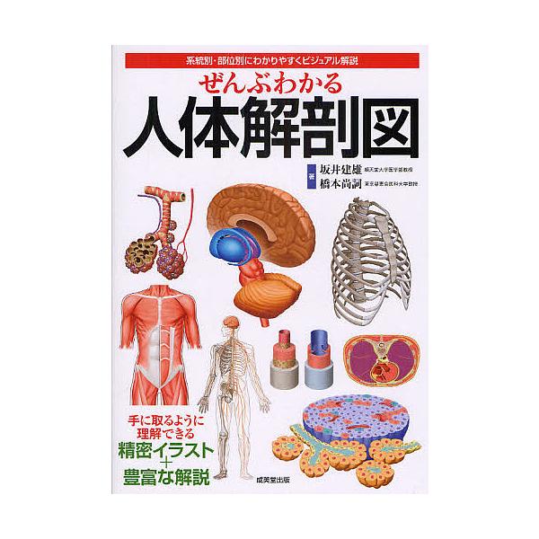 ※商品画像はイメージや仮デザインが含まれている場合があります。帯の有無など実際と異なる場合があります。著:坂井建雄　著:橋本尚詞出版社:成美堂出版発売日:2010年04月キーワード:ぜんぶわかる人体解剖図系統別・部位別にわかりやすくビジュア...
