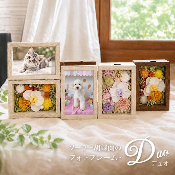木目の安定感のある、ブラウンとオフホワイトのフレームに自然素材で作ったソーラー胡蝶蘭をメインにしたシックで落ち着いた色合いのプリザーブドフラワーアレンジメントです♪縦置きも横置きもできるので、L版サイズのどんな写真も入れられます。サイズ：幅...