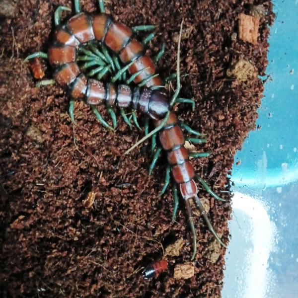 ベトナムミントレッグ １匹 奇蟲 オオムカデ ヤスデ scolopendra spベトナムミントレッグサイズは目安サイズとなります。14〜17ｃｍ前後※ご質問がありましたらご質問ください※毒がございます