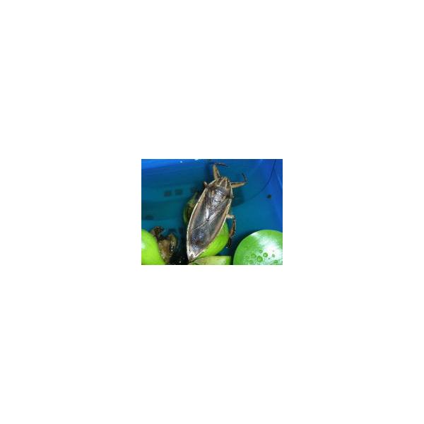 外国産 タイワンタガメ 新成虫カケあり 外国産 (水生昆虫 水棲昆虫)爪、足、羽などに欠損、不動箇所などがある成体です。１匹で発送致します。こちらで販売していますタイワンタガメは、外国産、繁殖個体、ブリード個体になります