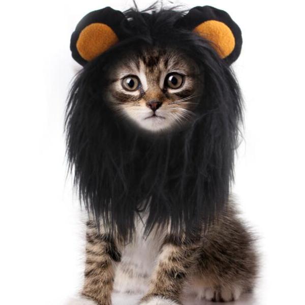 かぶるだけでライオンなどに変身できちゃうねこちゃん・小型のわんちゃん用被り物コスチュームです♪たてがみは毛がびっしり詰まっているので、しっかりボリュームが出てゴージャスなたてがみでかわいさです！【被せるのもとっても簡単！】被せて、あご部分に...